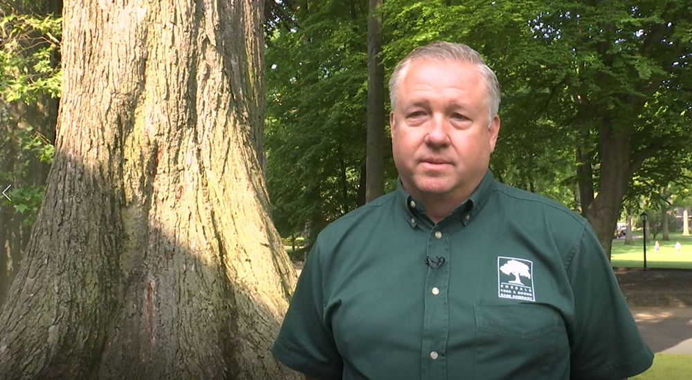 Fordham University Works to Keep 280-Year-Old American Elm Tree Healthy ...
