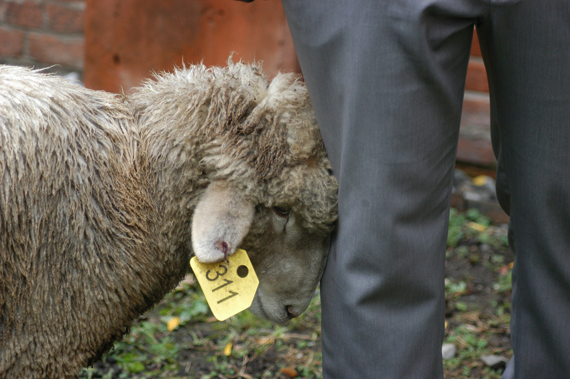 ‘SoHo Sheep’ Return to Graze in Lower Manhattan Basilica - The Tablet