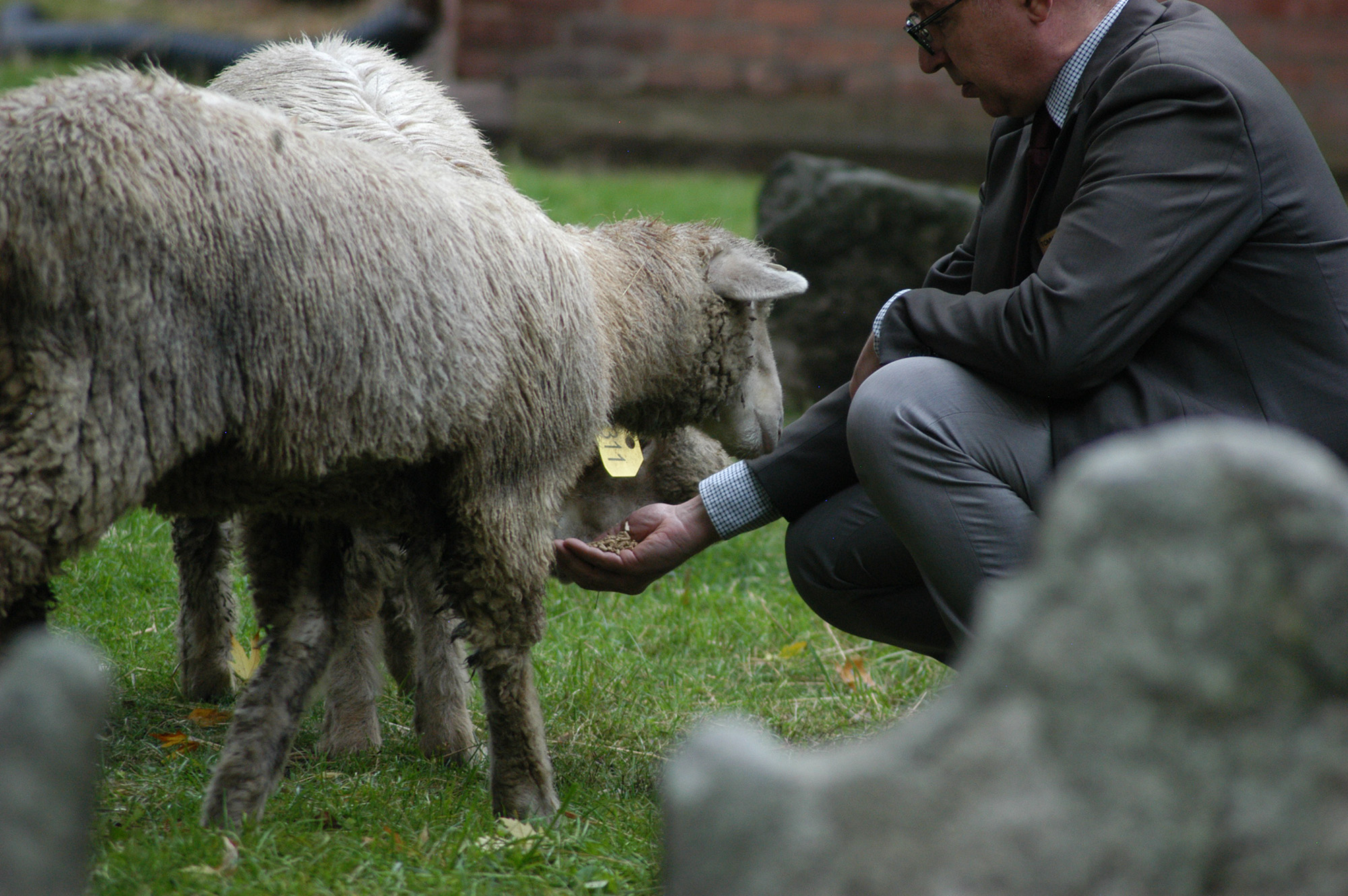 ‘SoHo Sheep’ Return to Graze in Lower Manhattan Basilica - The Tablet