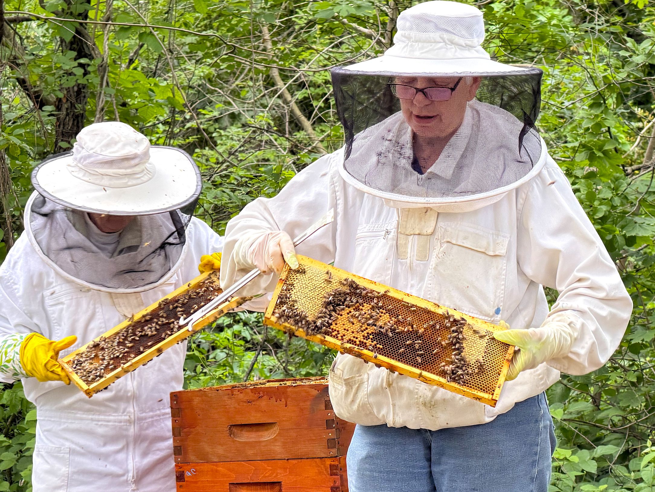 Sisters of St. Joseph of Brentwood: Native Pollinators Restoration ...