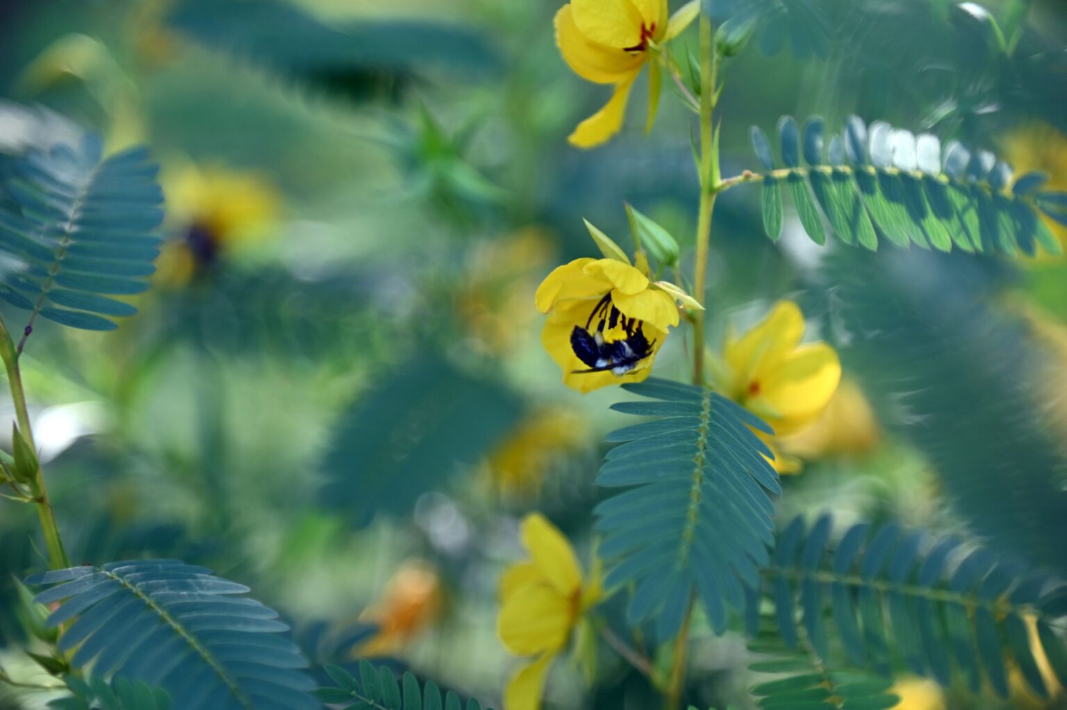 Sisters of St. Joseph of Brentwood: Native Pollinators Restoration ...